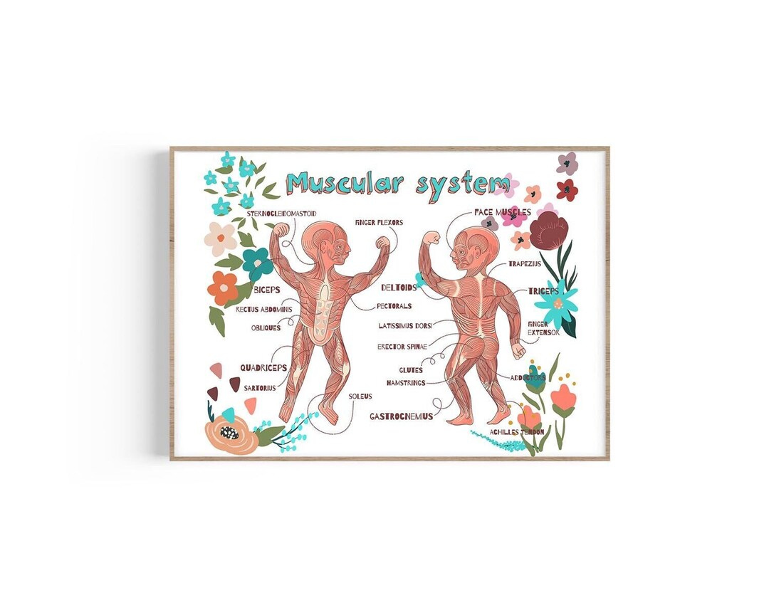 Muscular System, Human Body Anatomy Art, Anatomical System, Muscles Art ...