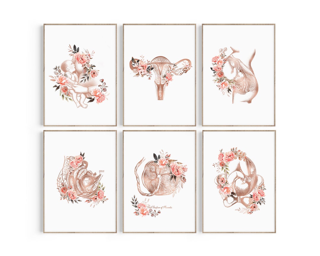 Midwife Office Decor, Fetal Development, Placenta Art, Uterus Art, Baby ...