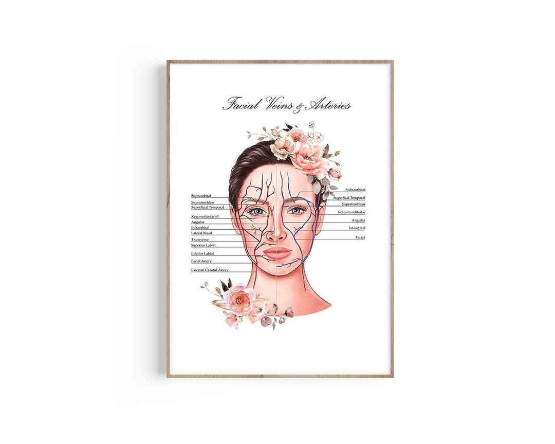 Facial Anatomy, Veins and Arteries of the Face, Facial Vessels, Spa ...