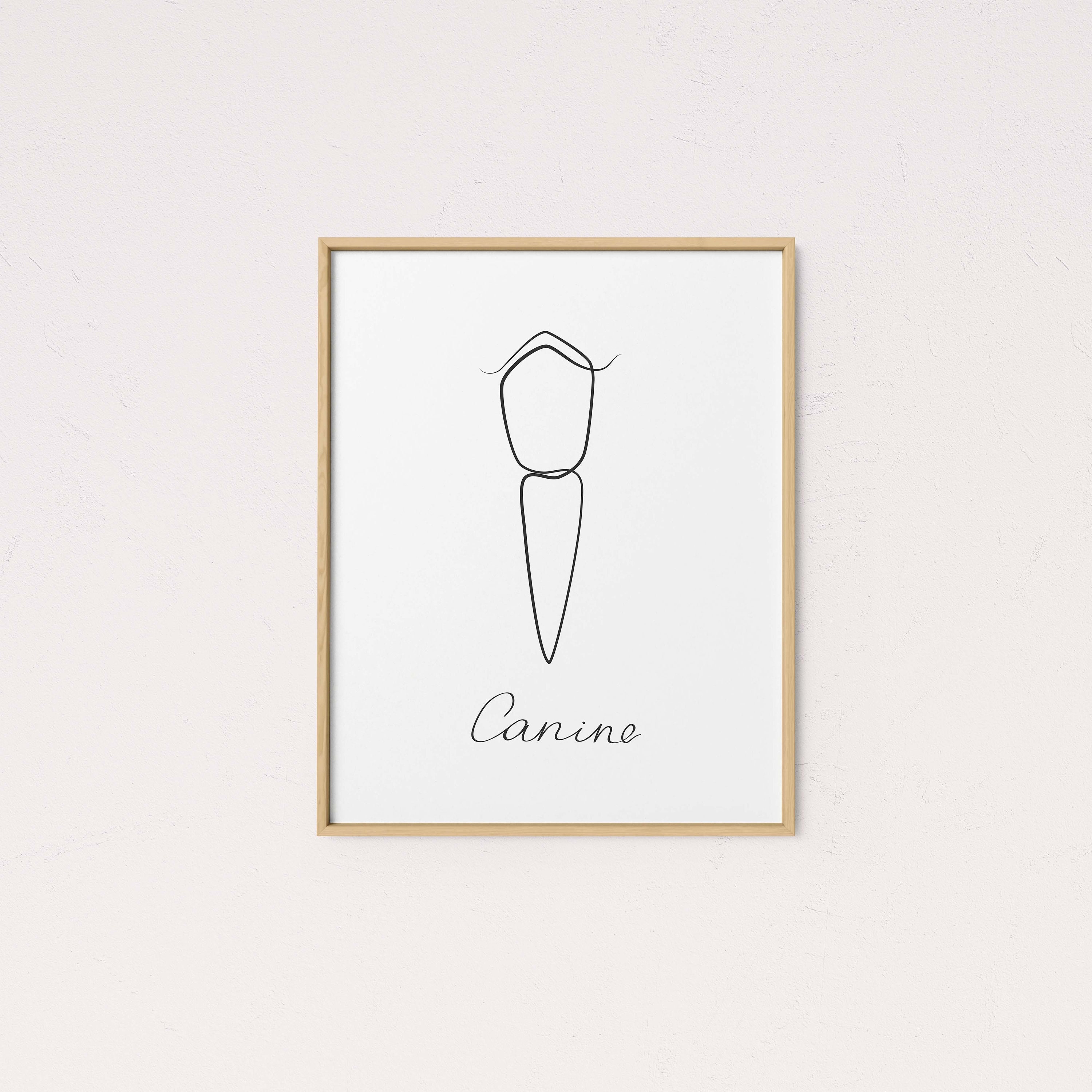Canine Tooth One Line Art Dentist Gift Dentist Anatomy Art - Etsy