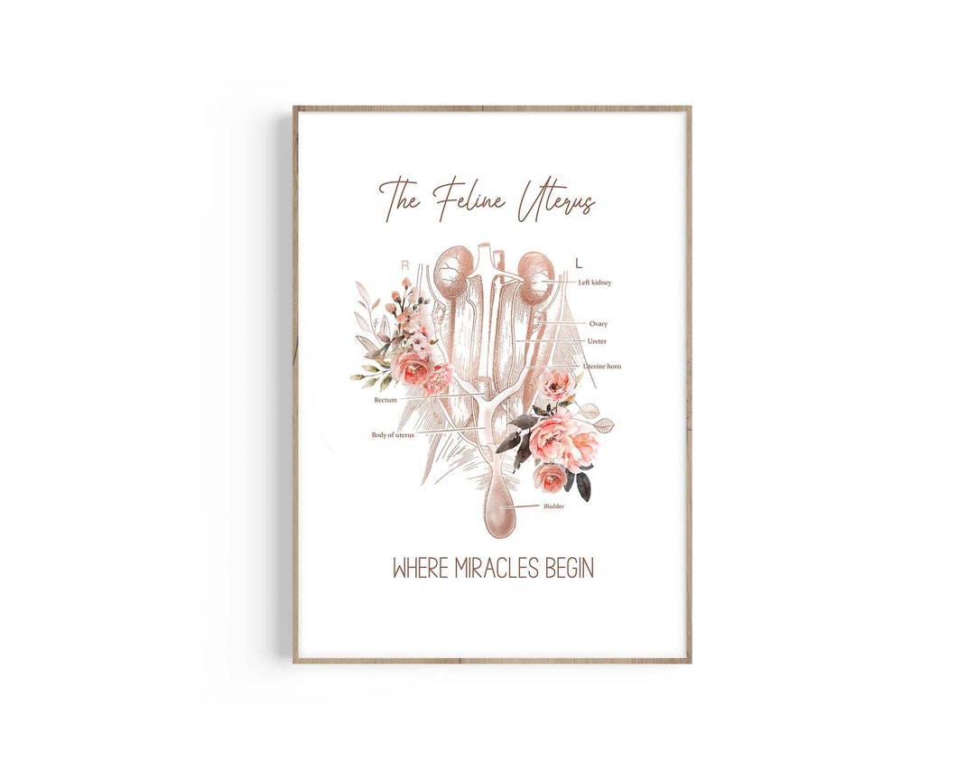 Cat Uterus Anatomy Print Uterus Anatomy Poster Feline - Etsy
