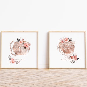 Placenta Anatomy Art, Maternal Placenta, Fetal Placenta, Umbilical Cord ...