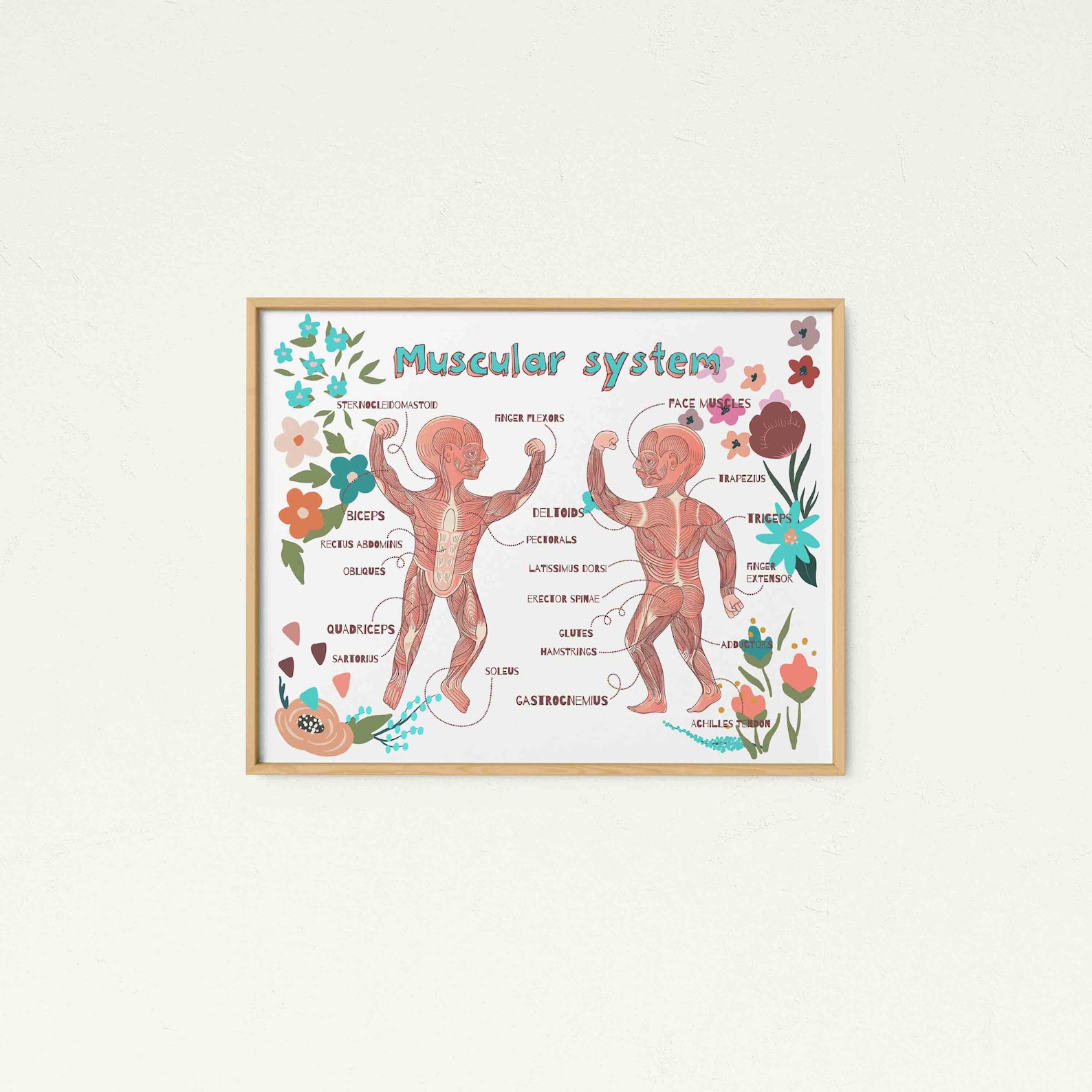 Muscular System Human Body Anatomy Art Anatomical System - Etsy