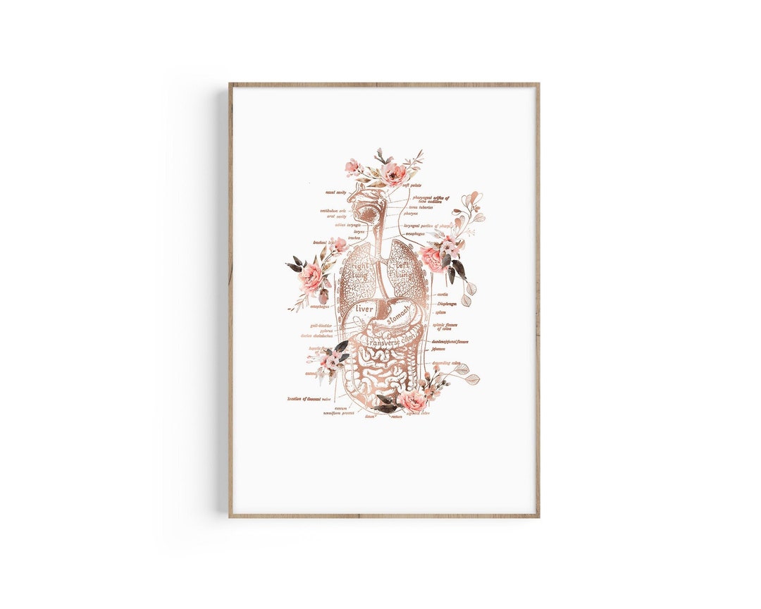Human Body Anatomy Art, Heart, Lungs, Digestive, Human Organs Print ...