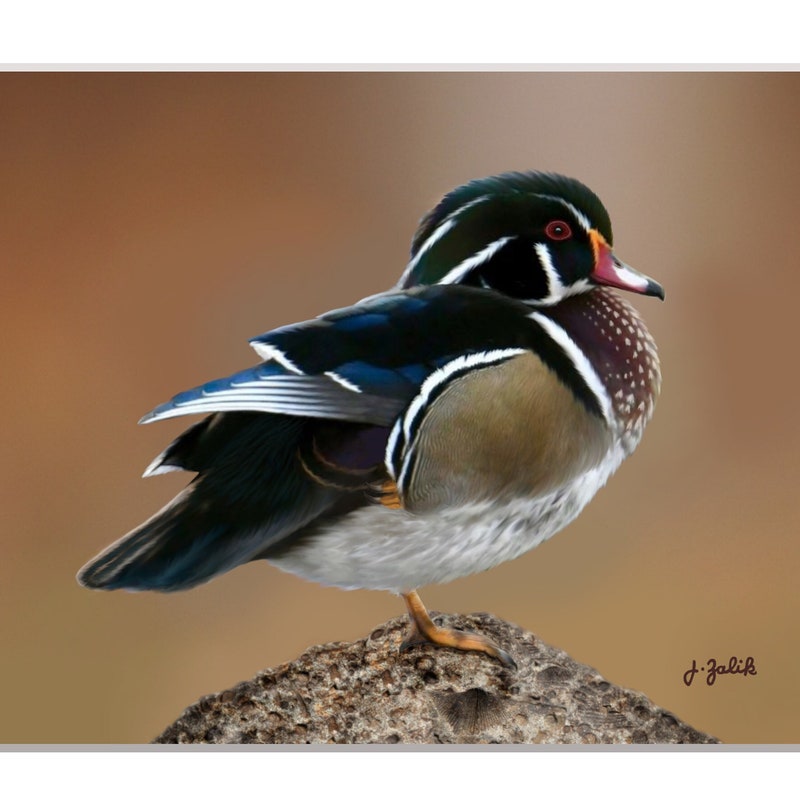 Duck Paintings - Etsy