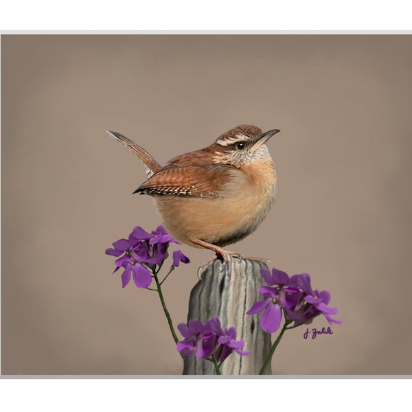 Wren Print - Etsy