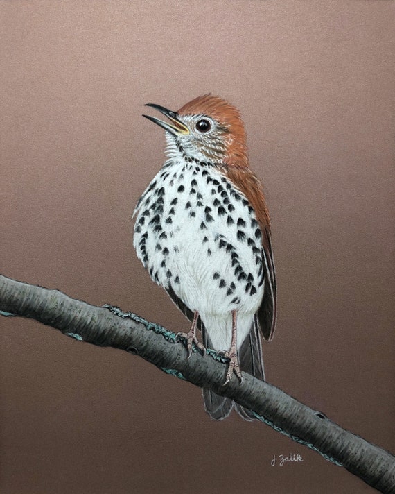 Wood Thrush Print Bird Art Painting Home Decor Wall Art | Etsy