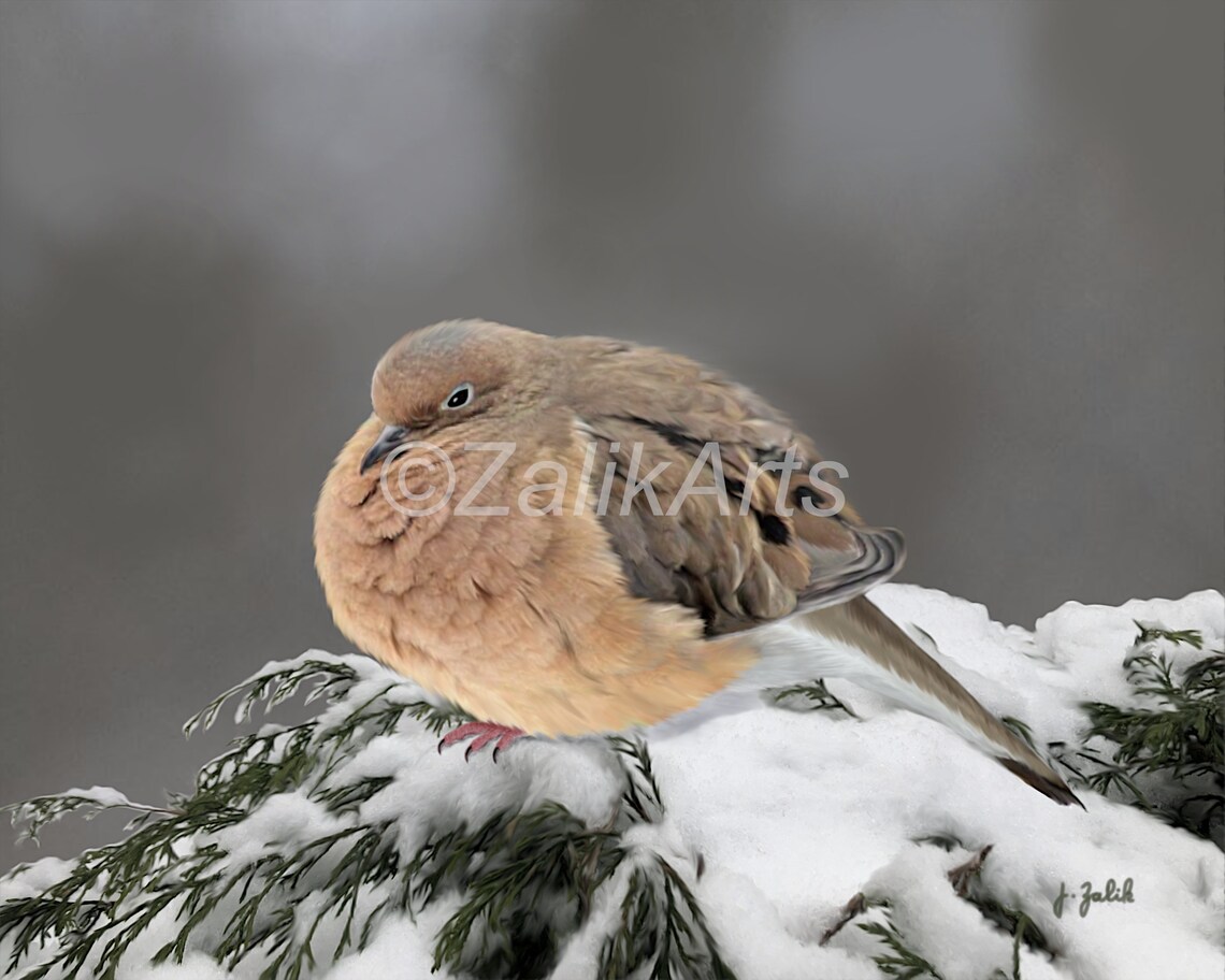 Mourning Dove Print Bird Art Painting Home Decor - Etsy