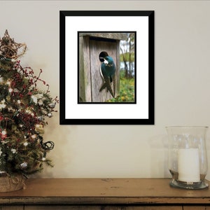 Tree Swallow Print Bird Art Painting Home Decor Backyard - Etsy
