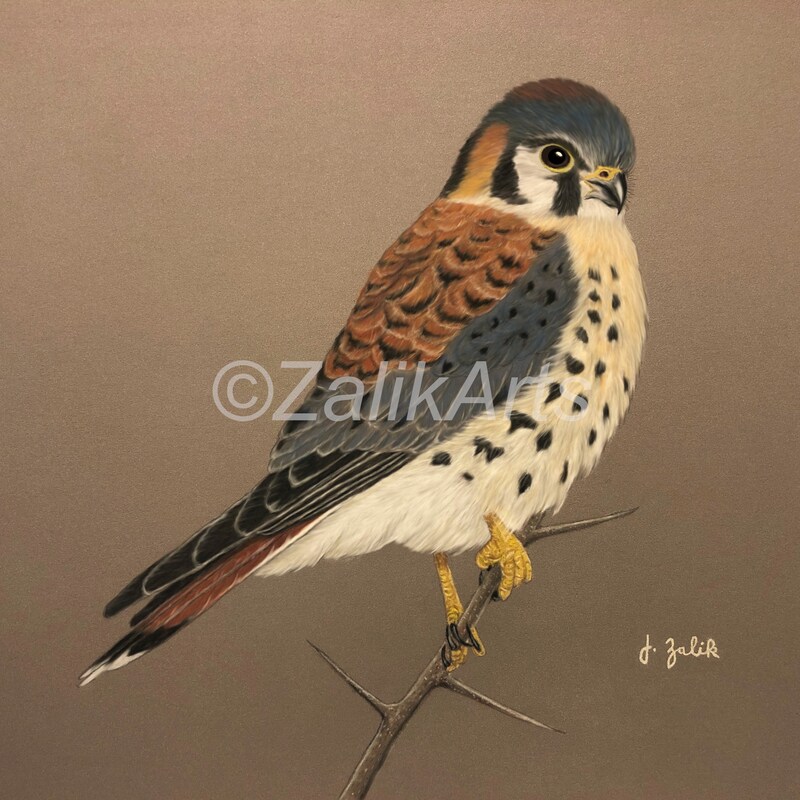 Kestrel Print - Etsy