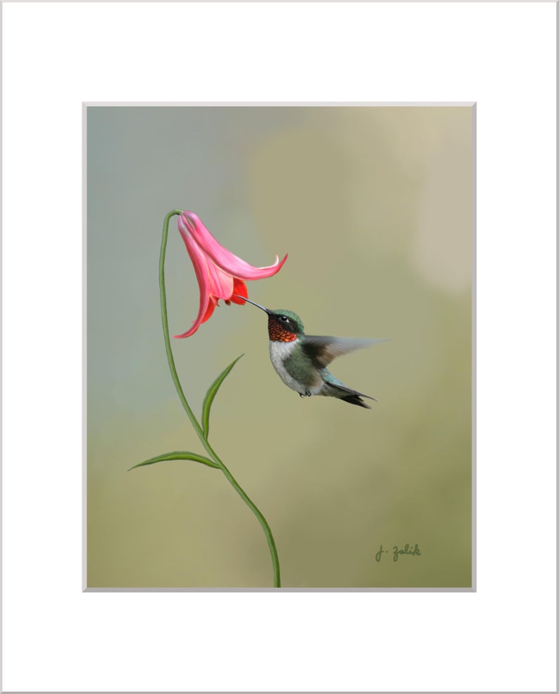 Ruby-throated Hummingbird Art Print, Bird Art, Hummingbird Painting ...