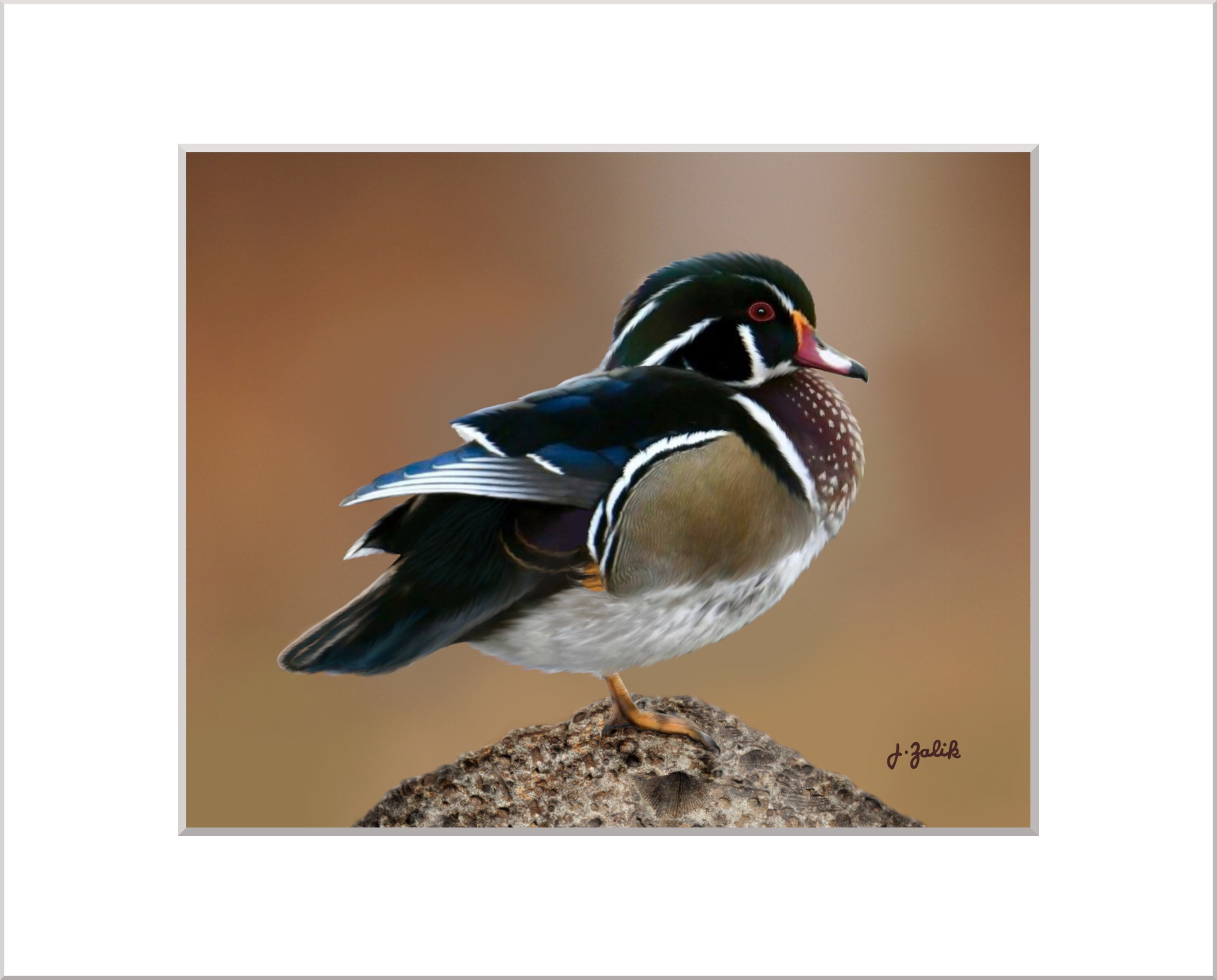 Wood Duck Art Print, Duck Painting, Home Decor, Zalikarts, Nature Art ...