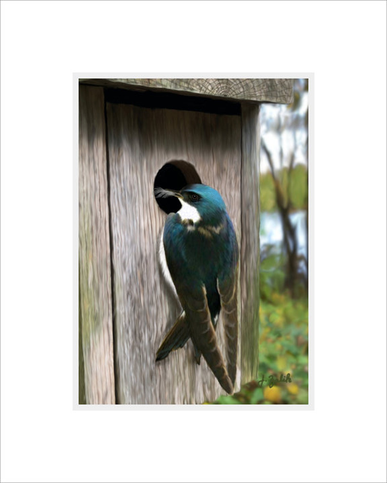 Tree Swallow Print Bird Art Painting Home Decor Wall Art - Etsy