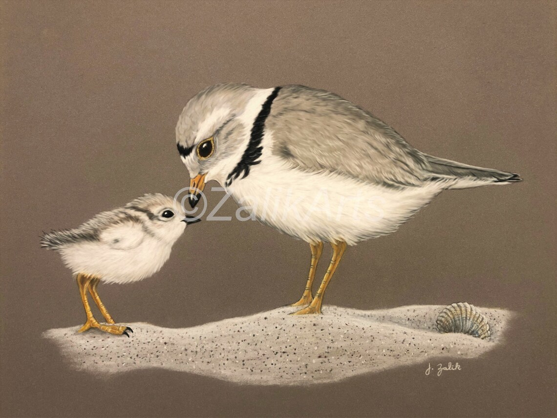 Piping Plover Art Print, Bird Art, Plover Painting, Home Decor, Sand ...