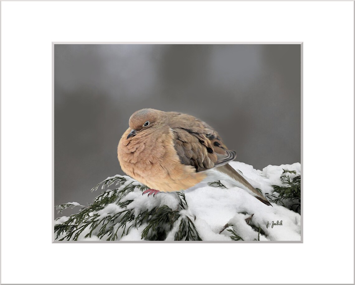 Mourning Dove Print Bird Art Painting Home Decor - Etsy