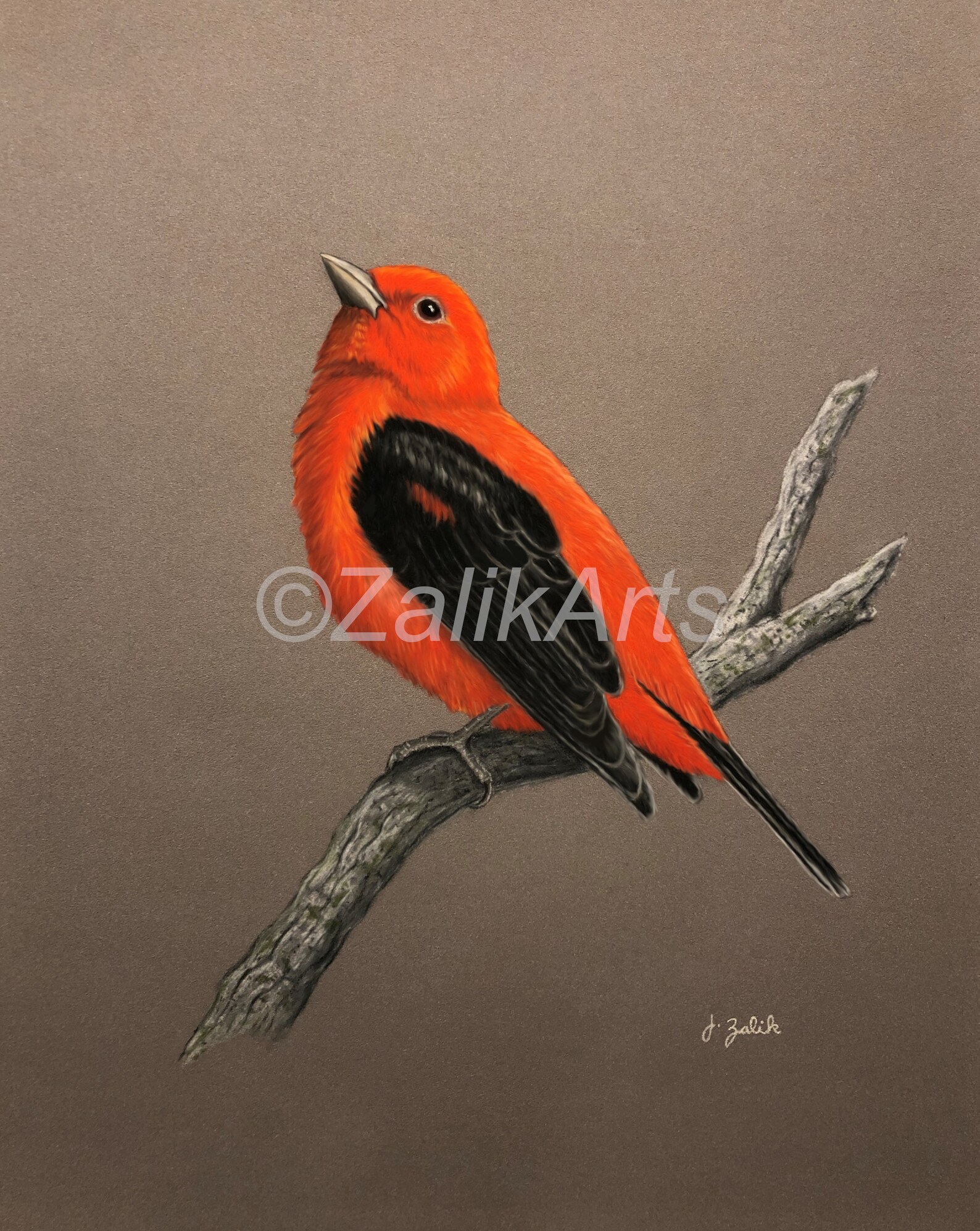 Scarlet Tanager Art Print, "scarlet Jewel" Bird Painting - Etsy