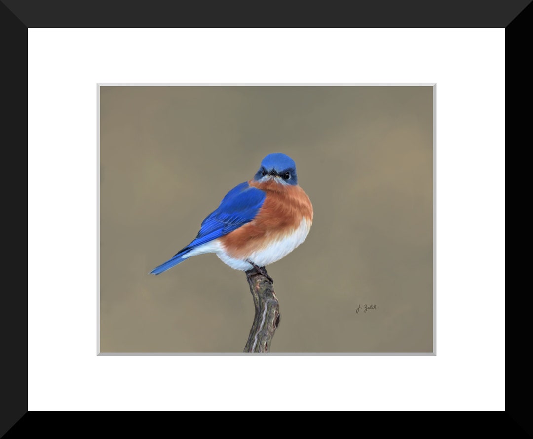 Eastern Bluebird Art Print, Bird Art, Bluebird Painting, Home Decor ...