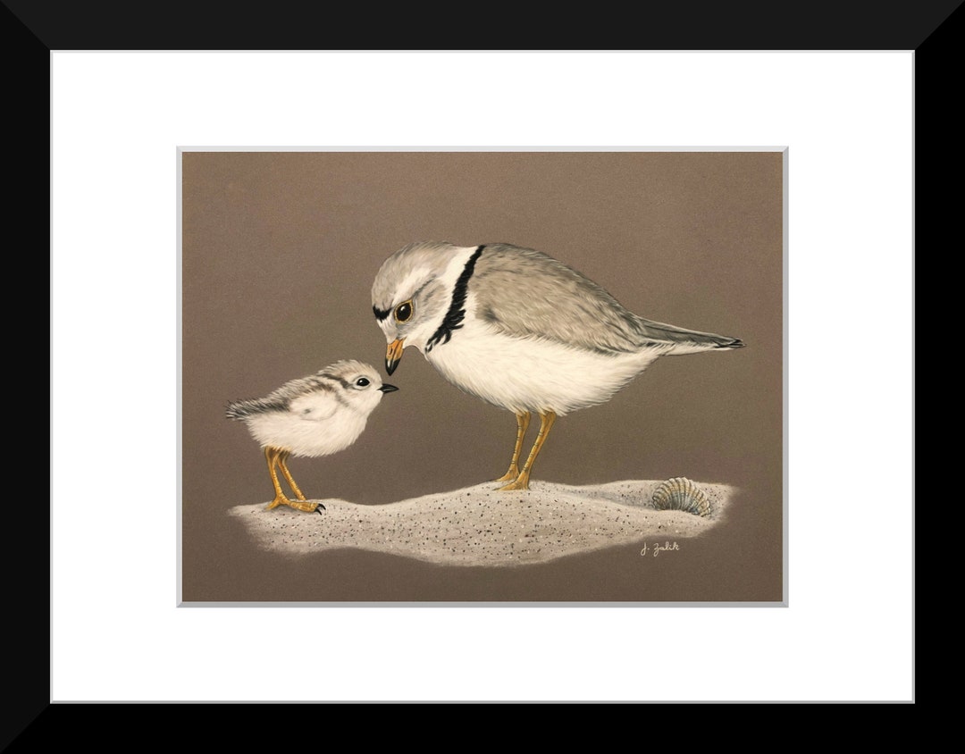 Piping Plover Art Print, Bird Art, Plover Painting, Home Decor, Sand ...