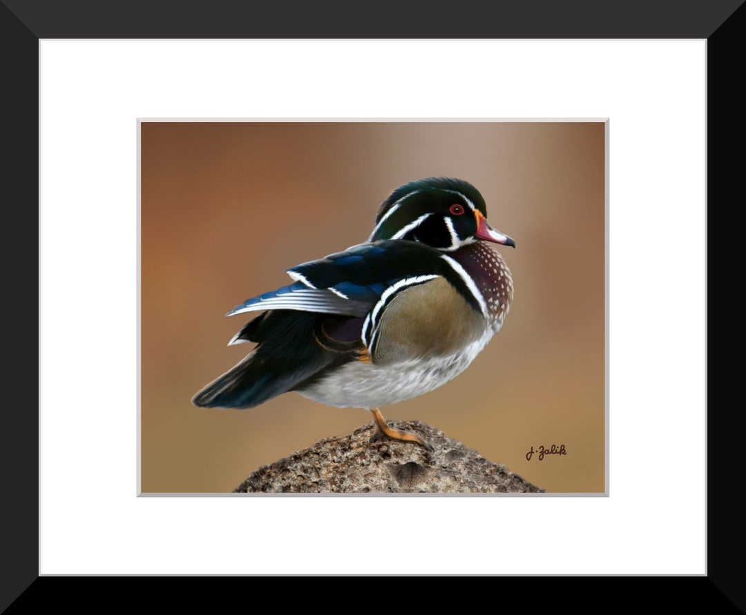 Wood Duck Art Print, Duck Painting, Home Decor, Zalikarts, Nature Art ...