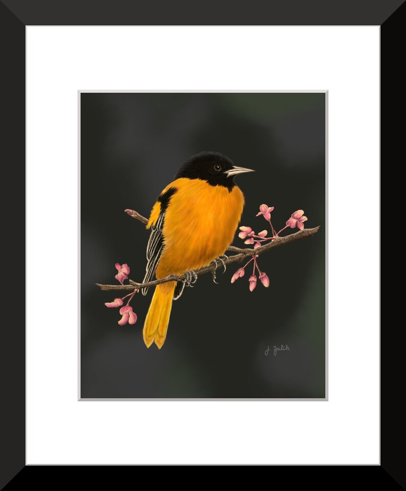 Baltimore Oriole Art Print, Bird Art, Oriole Painting, Home Decor ...