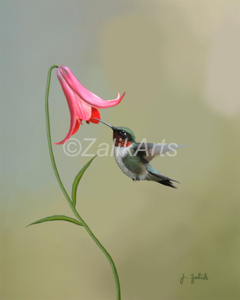 Ruby-throated Hummingbird Art Print, Bird Art, Hummingbird Painting ...
