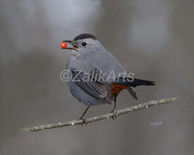 Gray Catbird Art Print, Bird Art, Catbird Painting, Home Decor ...