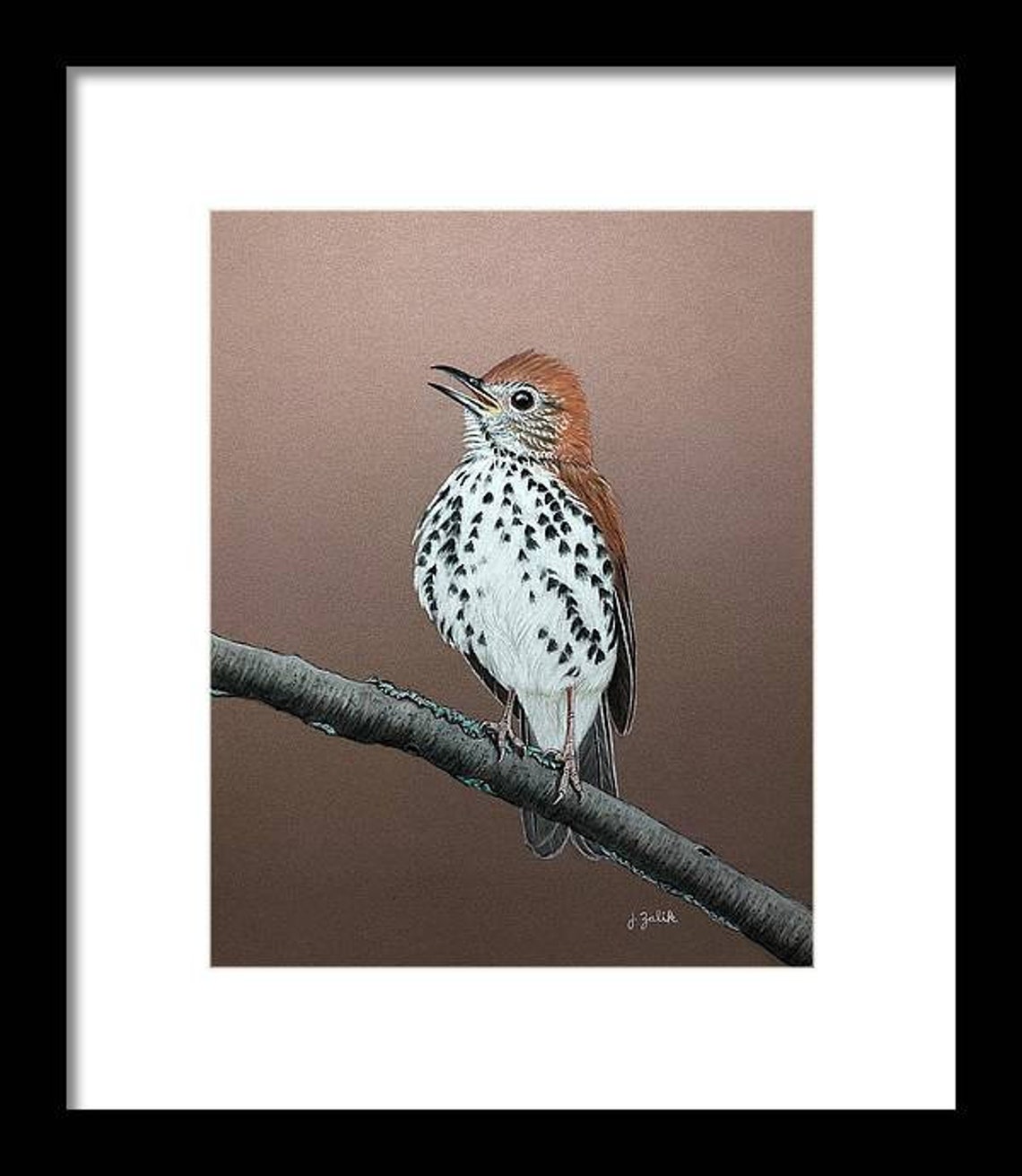 Wood Thrush Print Bird Art Painting Home Decor Wall Art | Etsy