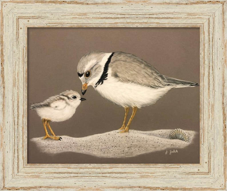 Piping Plover and Chick Art Print, Shorebird Beach House Wall Art - Etsy