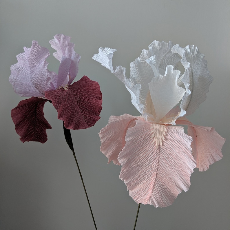 Downloadable Crepe Paper Iris Template/pdf Printable - Etsy Israel