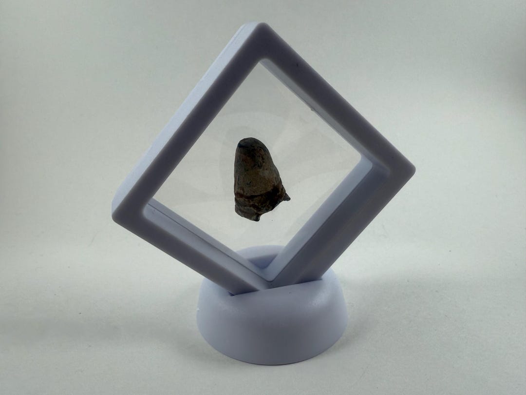 US Civil War Bullet in Stand - Etsy