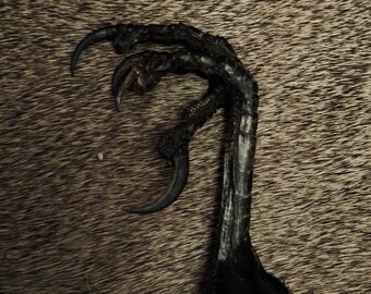 One Pair 2 Crow Feet Foot Talon Claws Taxidermy Fetish - Etsy