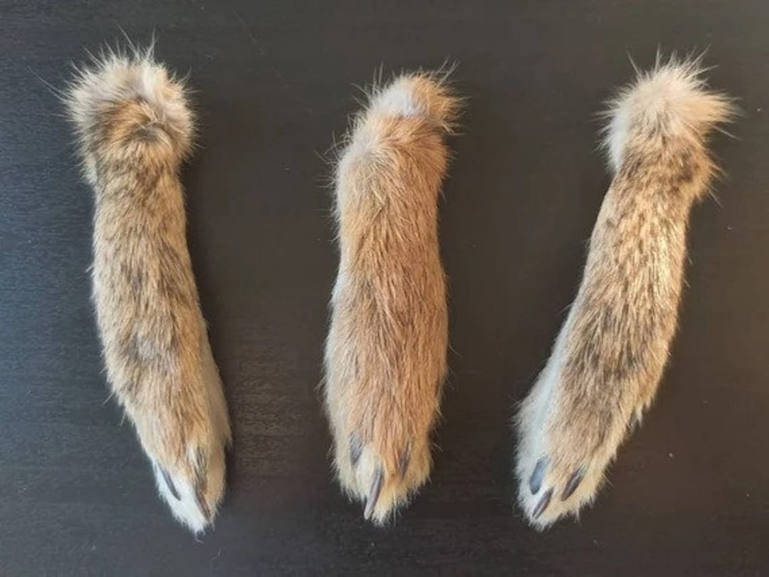 Genuine Hare Feet Oddity Curio Witch Witchcraft Mummified Dried ...