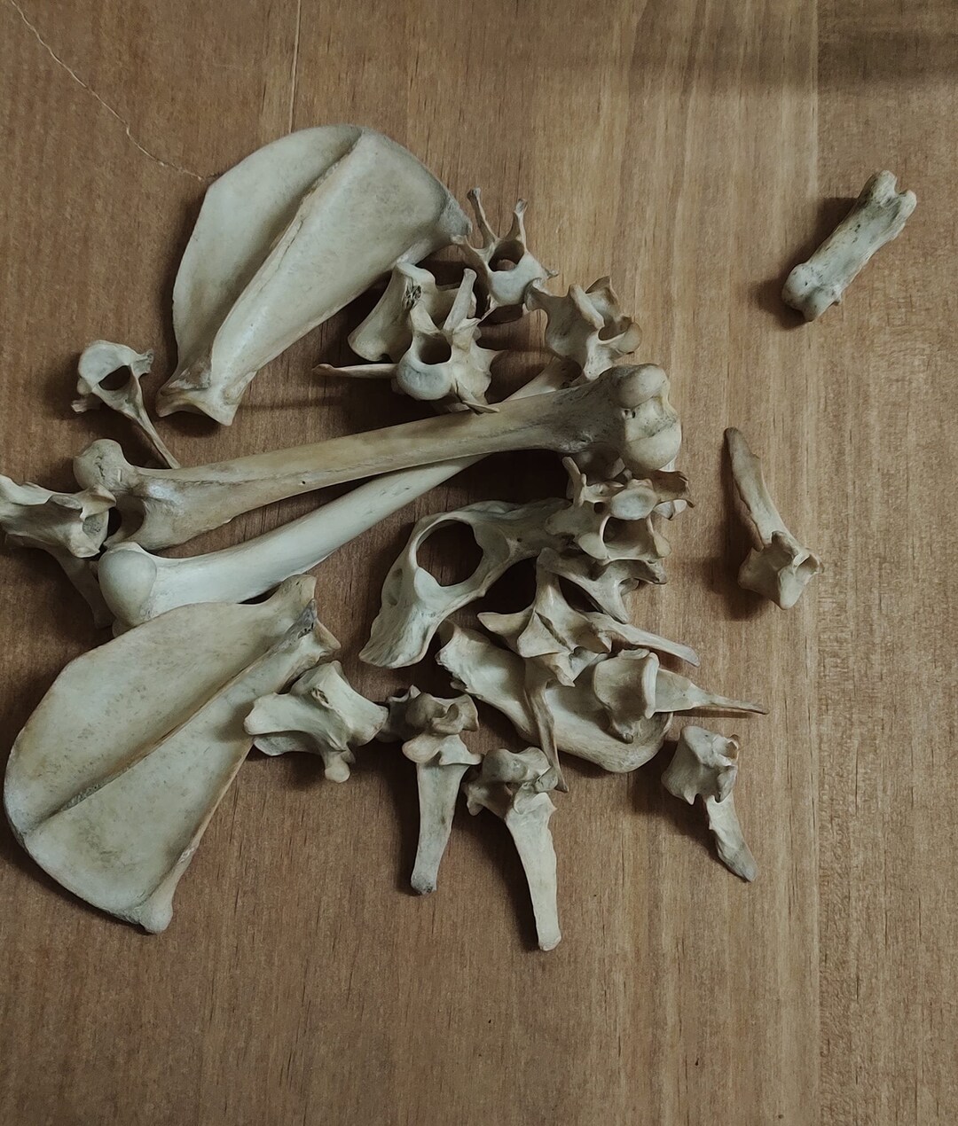 Fox Bone Bundle Vertebrae Atlas Scapula Genuine Real Curio Taxidermy ...
