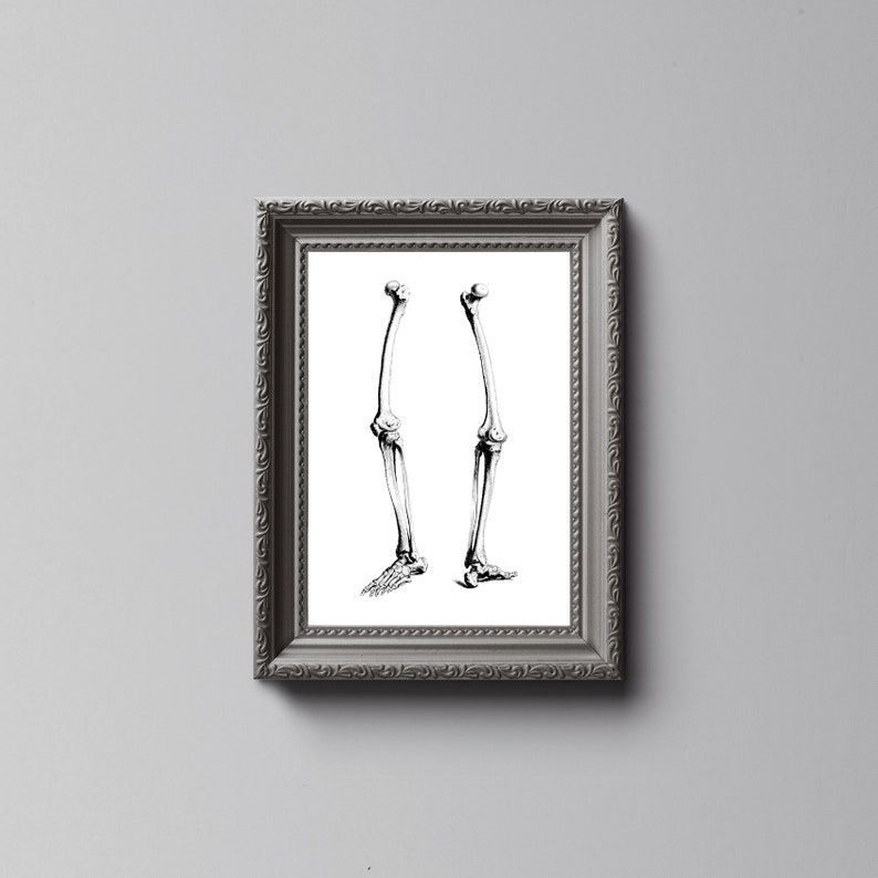 Human Anatomy Print Skeleton Legs Skull Bones Poster - Etsy Canada
