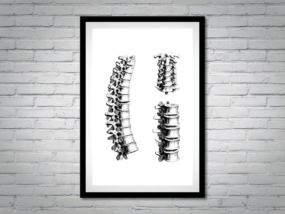Human Anatomy Print | Spine | Skeleton Bones Poster Digital Print ...