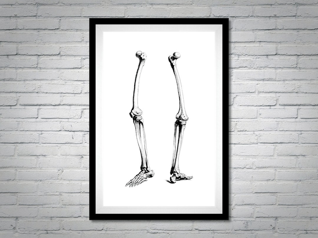 Human Anatomy Print | Skeleton Legs | Skull, Bones Poster Digital Print ...