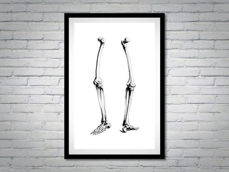 Human Anatomy Print Skeleton Legs Skull Bones Poster - Etsy Canada