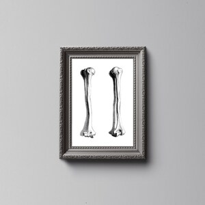 Human Anatomy Print Bones Skeleton Poster Digital Print Instant ...