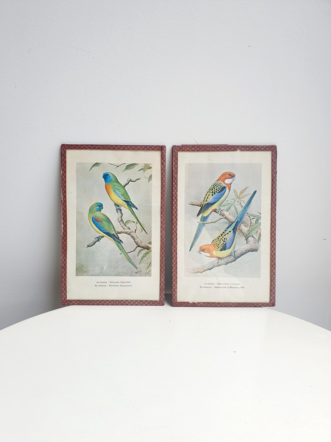 Antique Bird Frames//parakeets//birds//bird Illustration//framed Birds ...