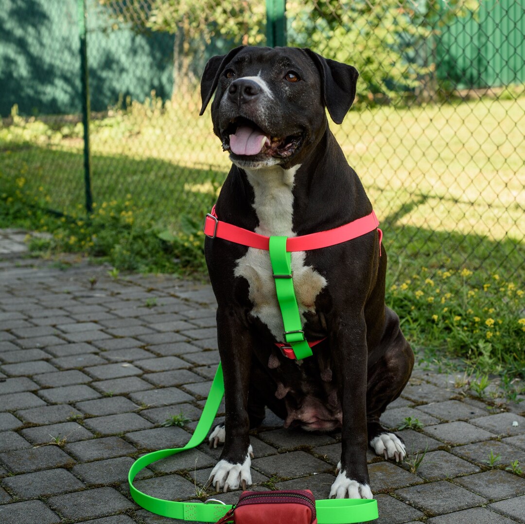 Biothane Dog Harness, Service Dog Harness, Accessories for Dogs, Gifts ...