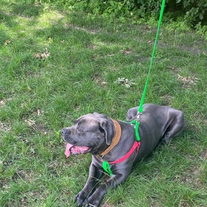 Biothane Dog Harness, Service Dog Harness, Accessories for Dogs, Gifts ...