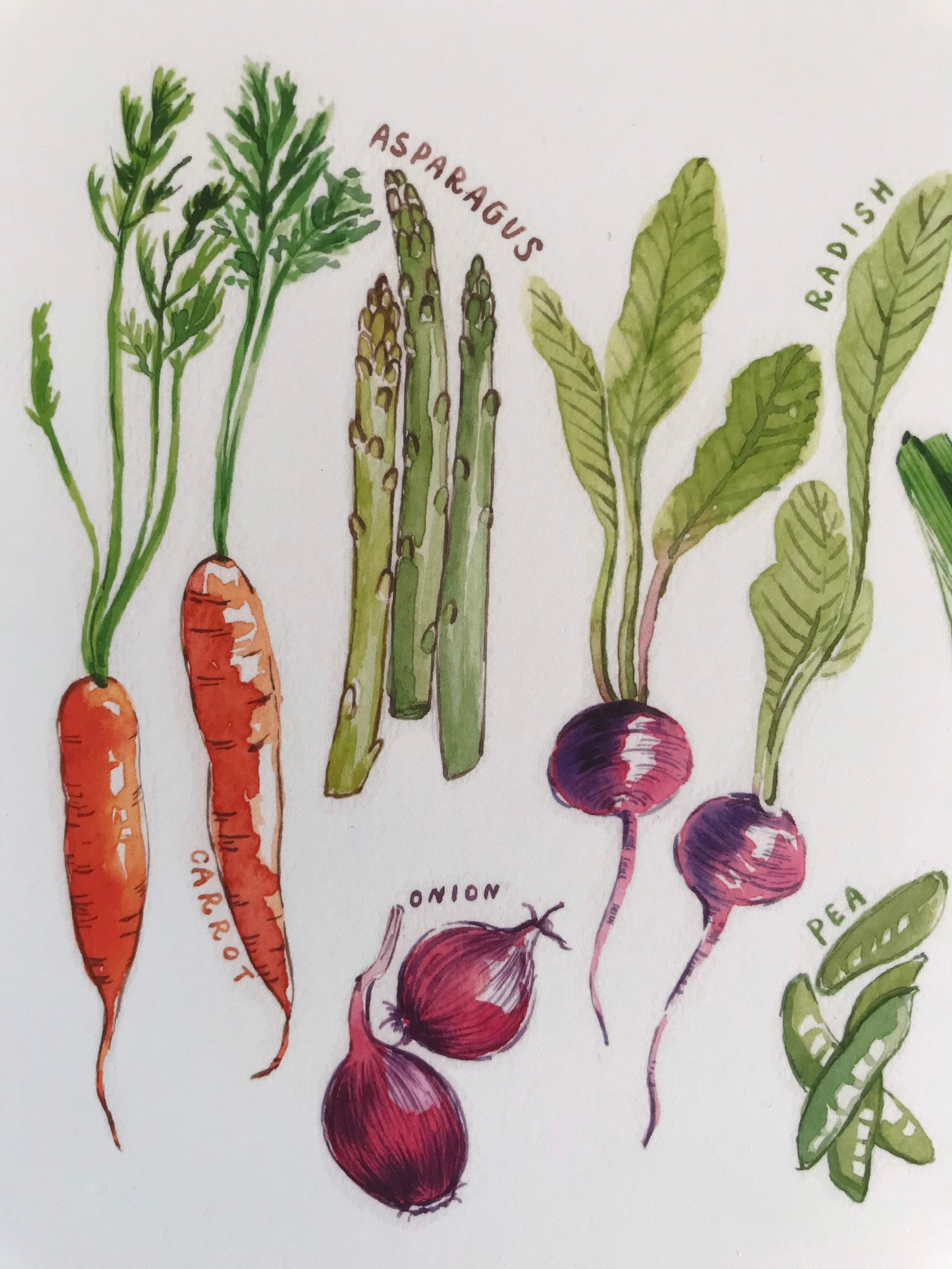 Print-watercolor Vegetables Painting - Etsy UK