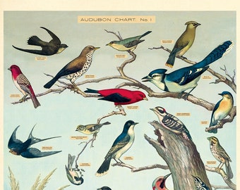 Audubon birds | Etsy