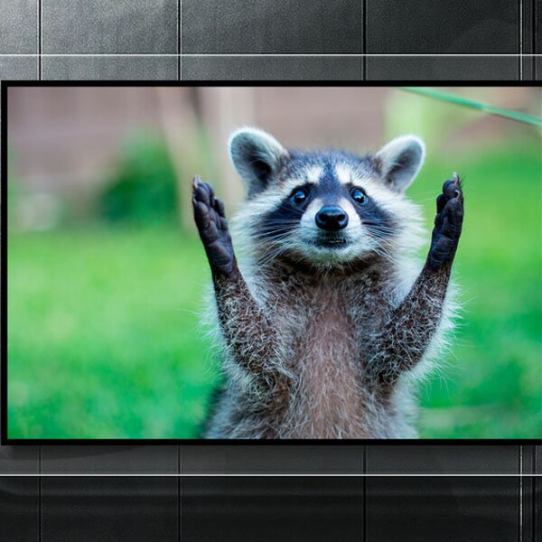 Funny Animal Prints - Etsy