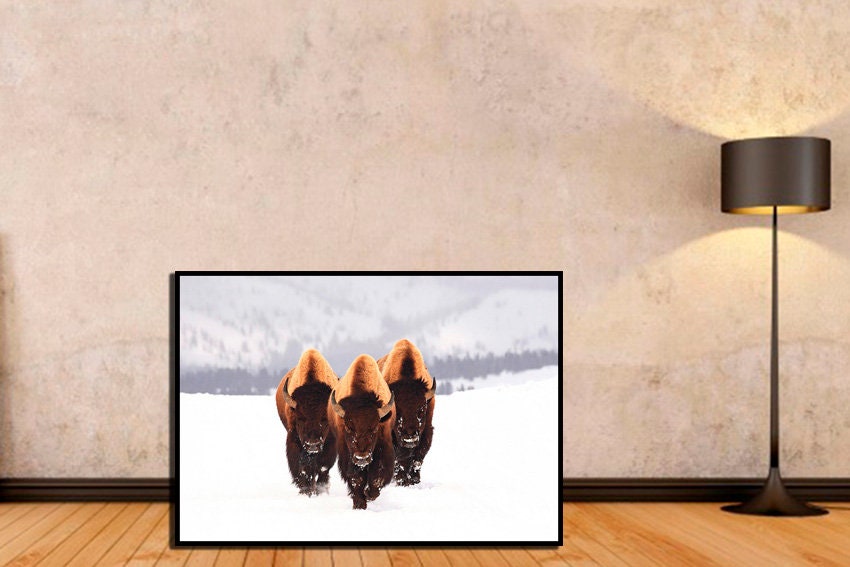 Bison Poster Buffalo Print American Bison Print Buffalo Poster - Etsy
