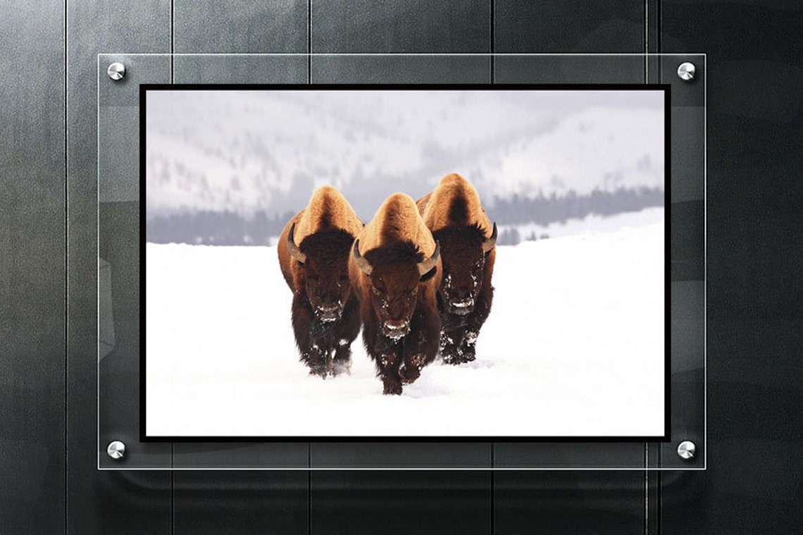 Bison Poster Buffalo Print American Bison Print Buffalo Poster - Etsy