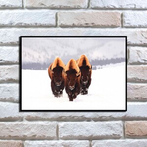 Bison Poster Buffalo Print American Bison Print Buffalo Poster - Etsy