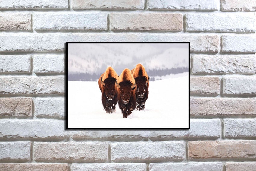 Bison Poster Buffalo Print American Bison Print Buffalo Poster Nursery ...