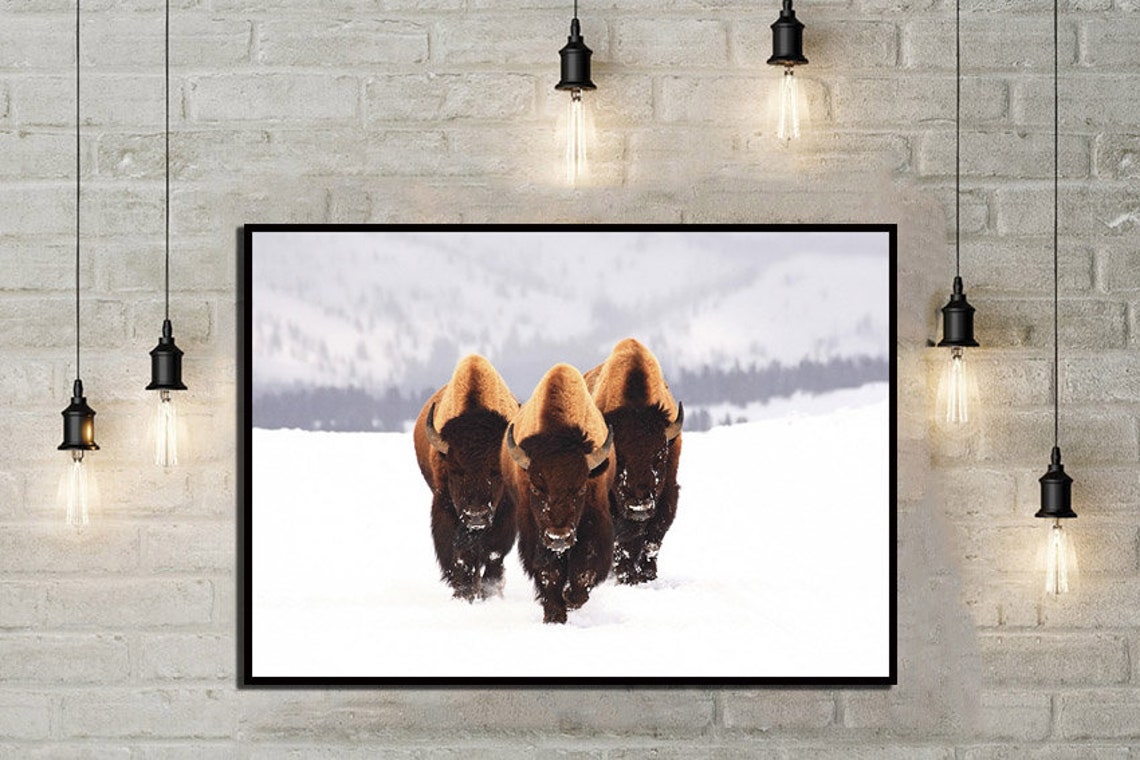 Bison Poster Buffalo Print American Bison Print Buffalo Poster | Etsy