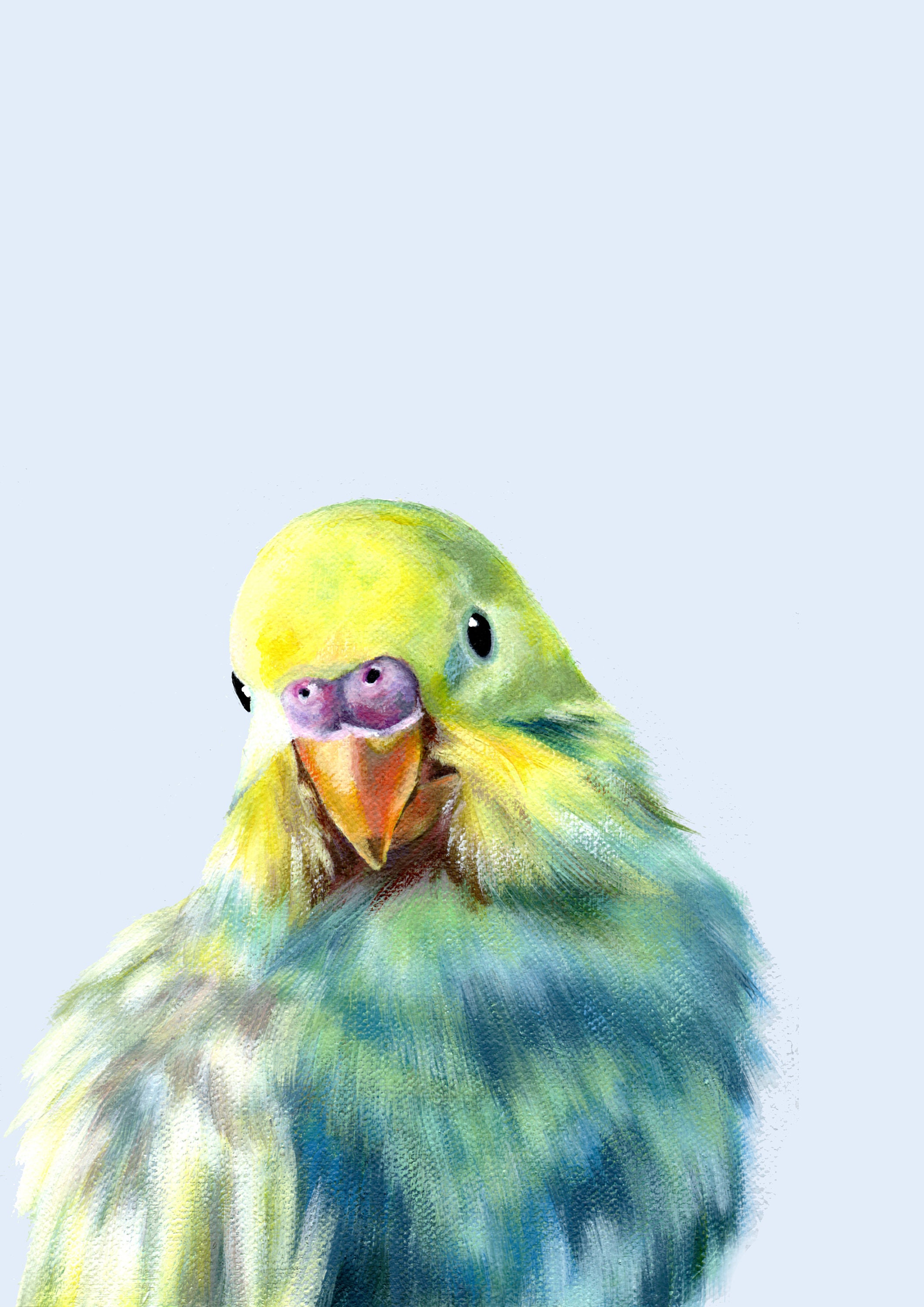 Budgie A4 Print - Budgie Painting, Budgerigar, Budgie Art, Budgerigar ...